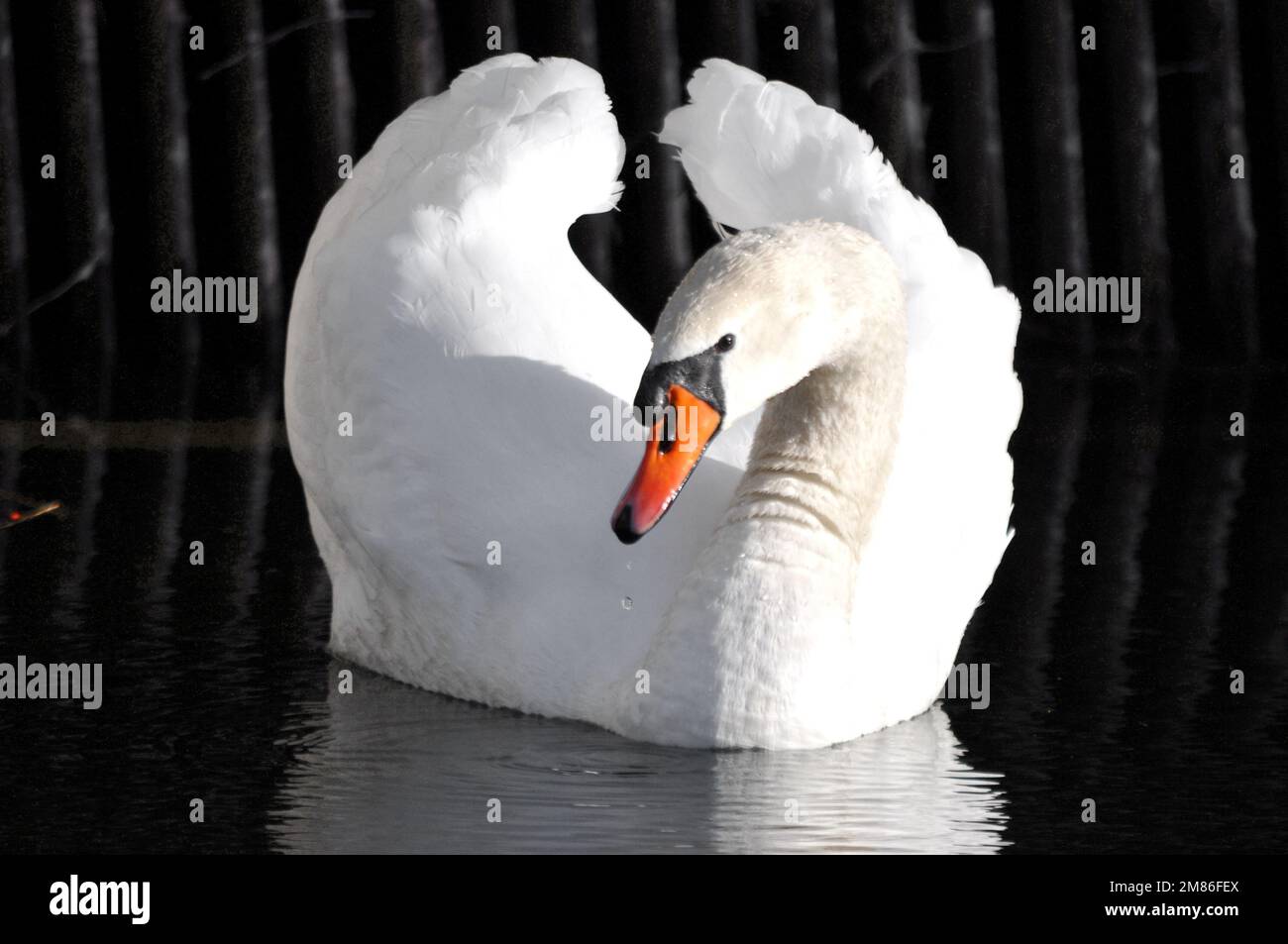 white swan male mirrored Stock Photo - Alamy