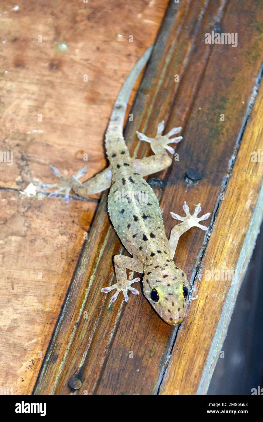 house gecko, Halbfinger-Gecko, Hemidactylus sp., Tanjung Puting ...