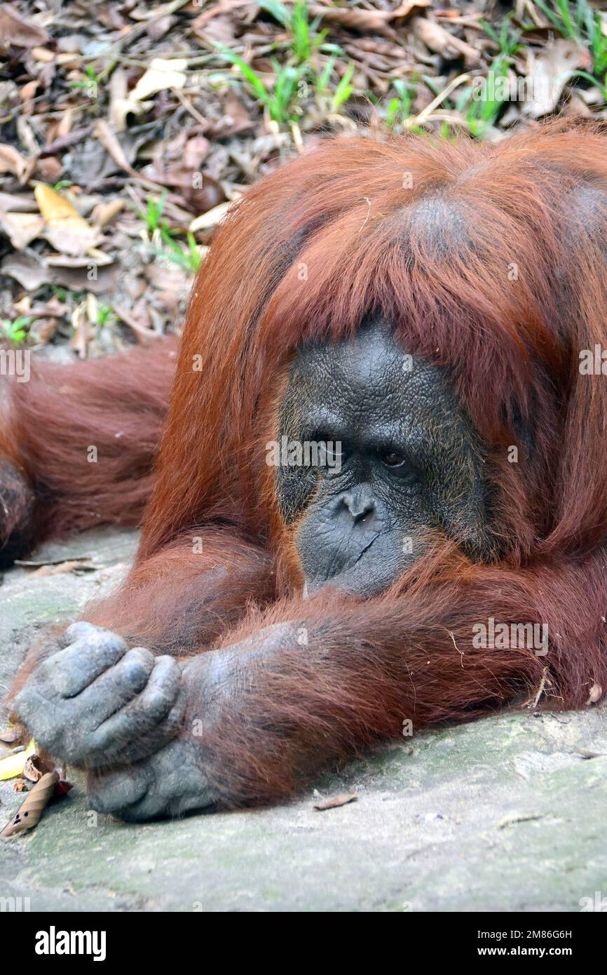 Primates de bornéo hi-res stock photography and images - Alamy