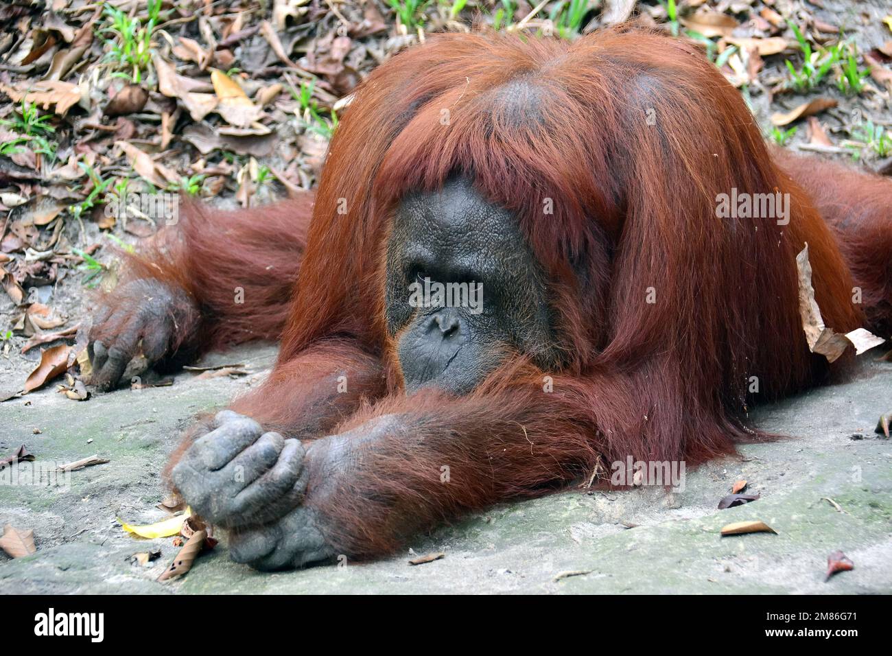 Primates de bornéo hi-res stock photography and images - Alamy