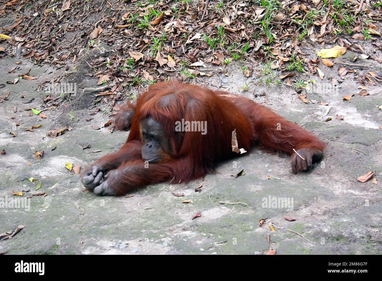Bornean orangutan, Borneo-Orang-Utan, Orang-outan de Bornéo, Pongo ...