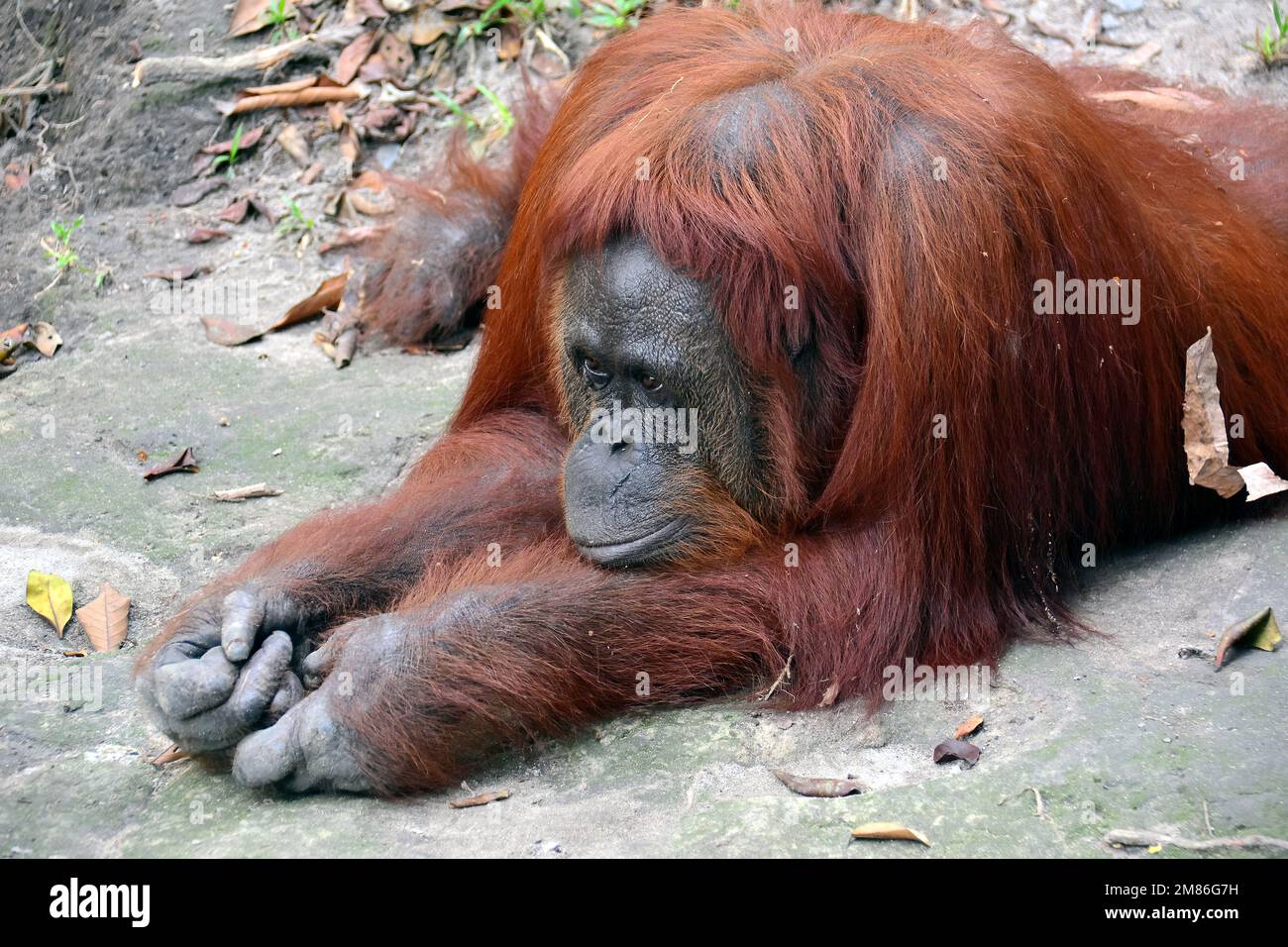 Orangutan de borneo orangutan de borneo hi-res stock photography and ...