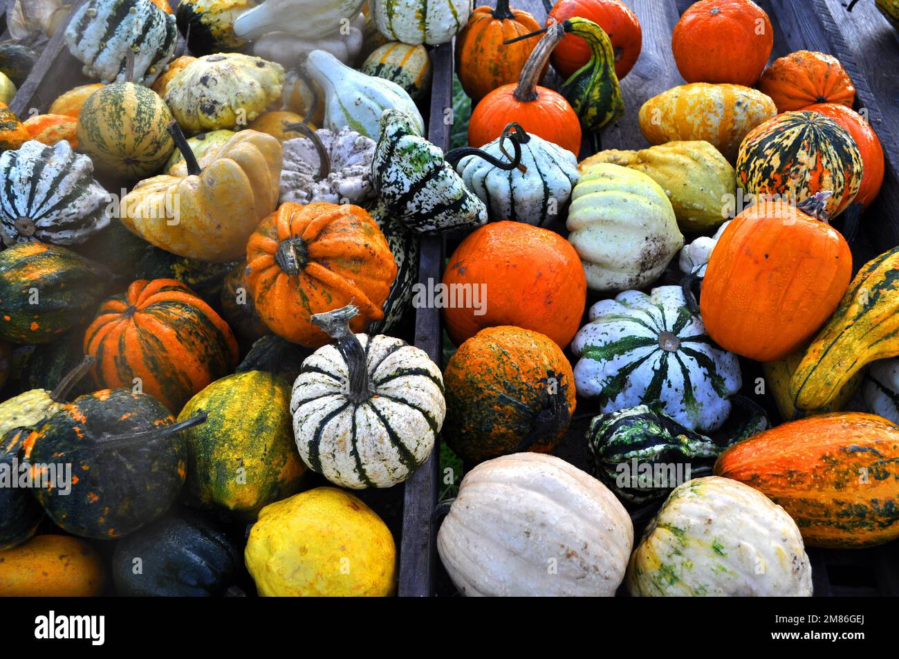 colorful pumpkin of all sorts Stock Photo - Alamy