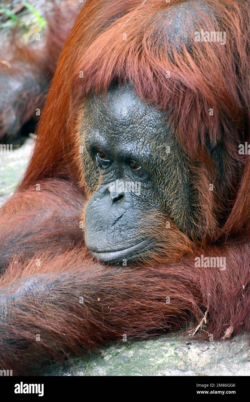 Primates de bornéo hi-res stock photography and images - Alamy