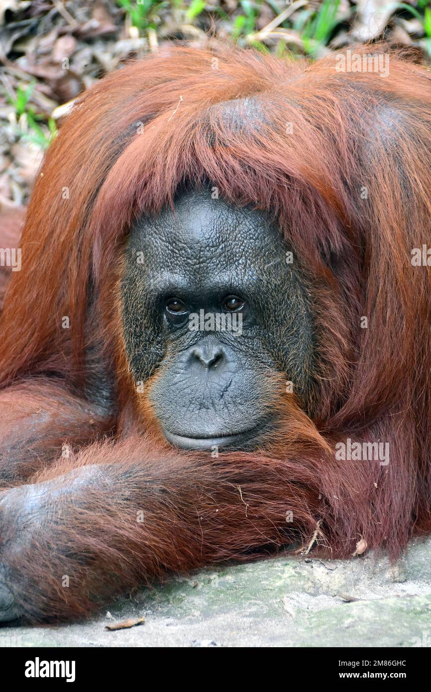 Primates de bornéo hi-res stock photography and images - Alamy