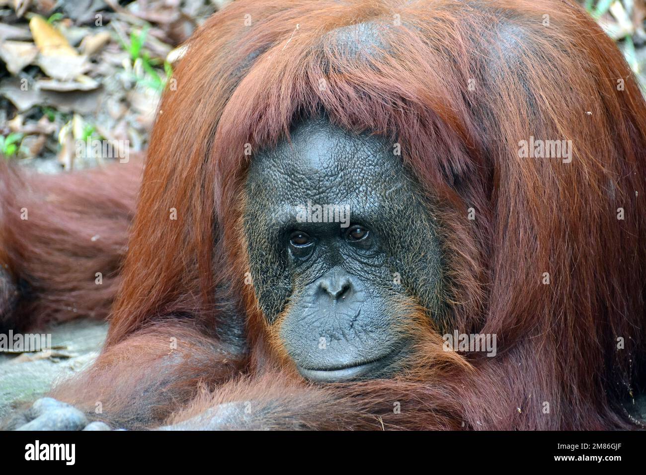 Bornean orangutan, Borneo-Orang-Utan, Orang-outan de Bornéo, Pongo ...