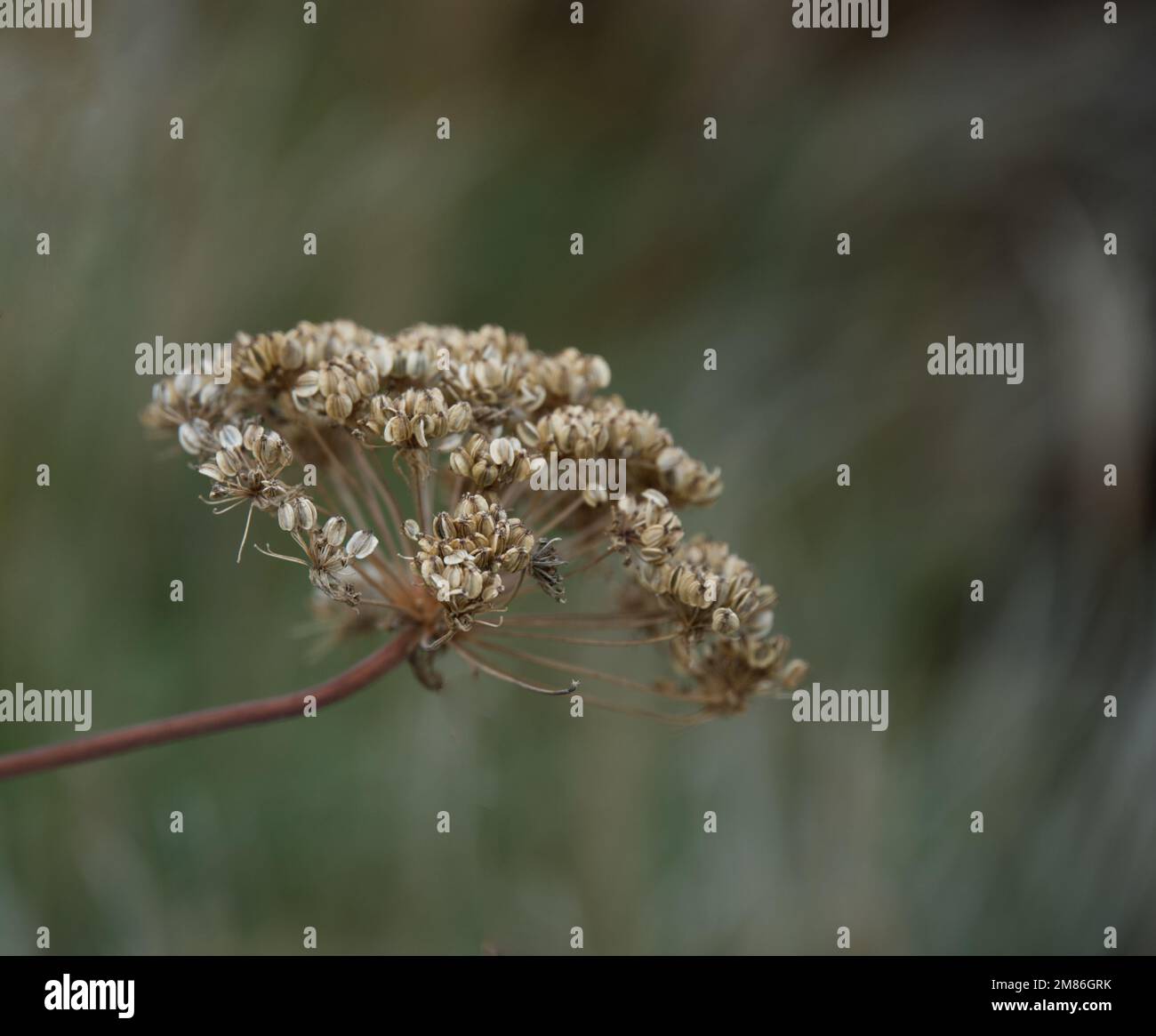 Selinum wallichianum tenifolium hi-res stock photography and images - Alamy