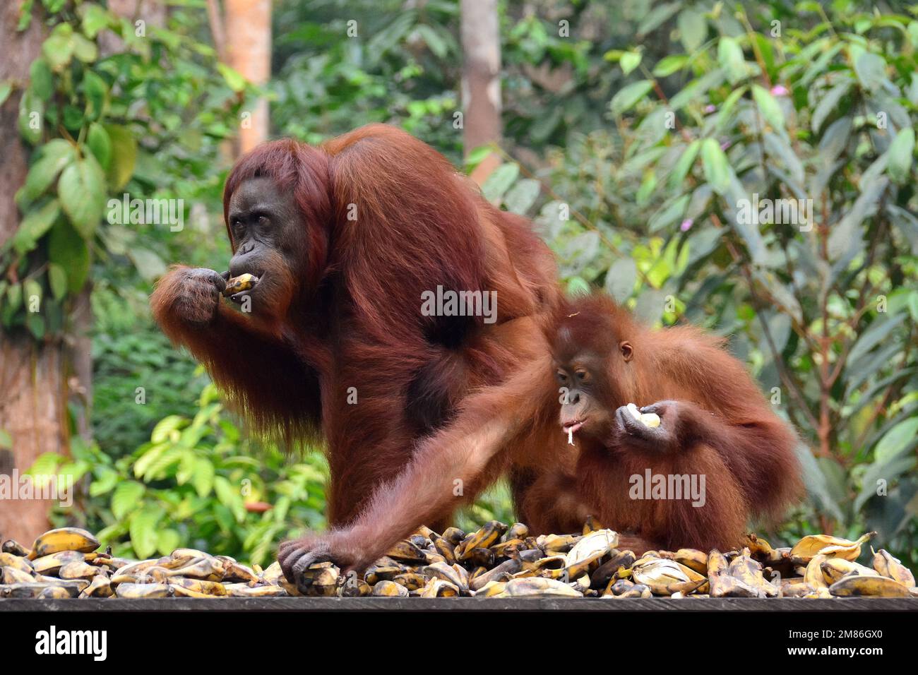 Bornean orangutan, Borneo-Orang-Utan, Orang-outan de Bornéo, Pongo ...