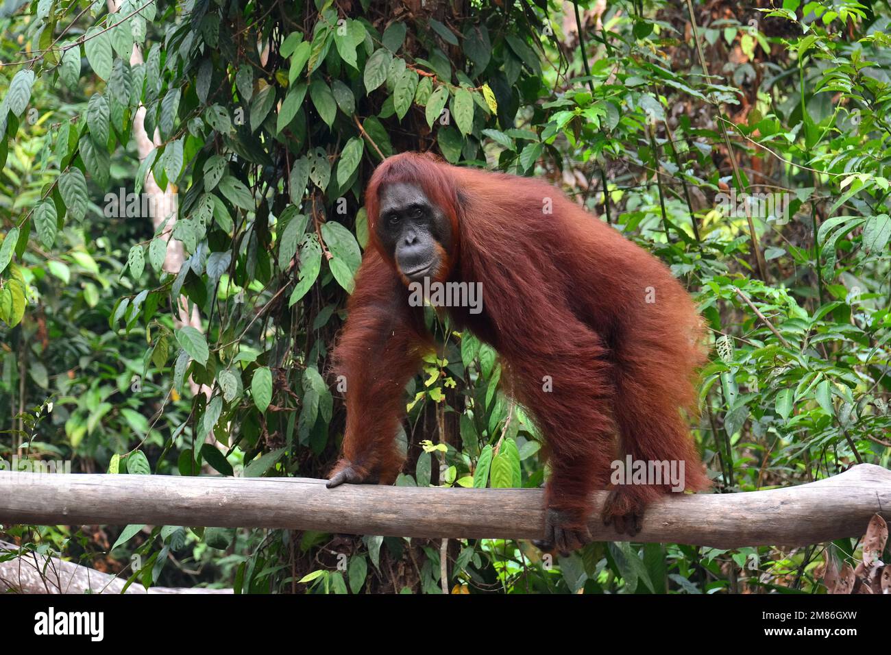 Primates de bornéo hi-res stock photography and images - Alamy