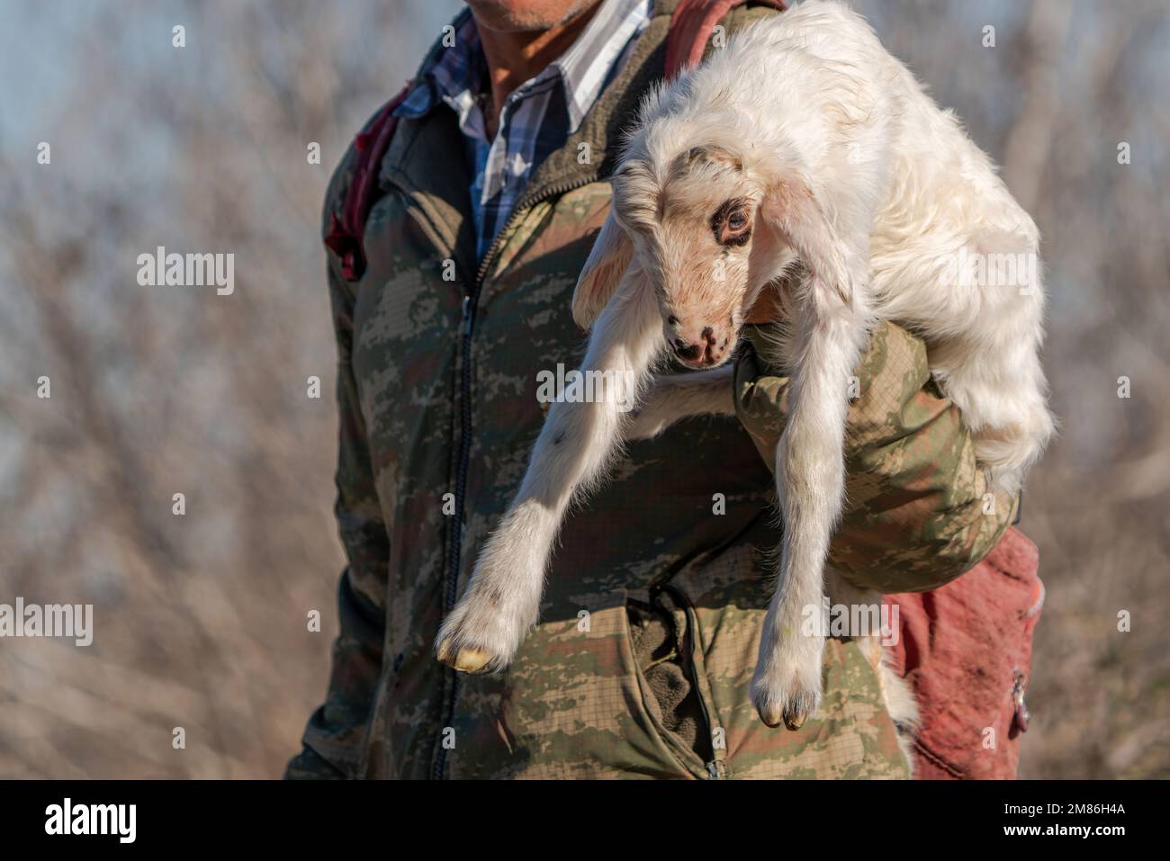 Shepherd carrying his lamb on his lap Stock Photo - Alamy