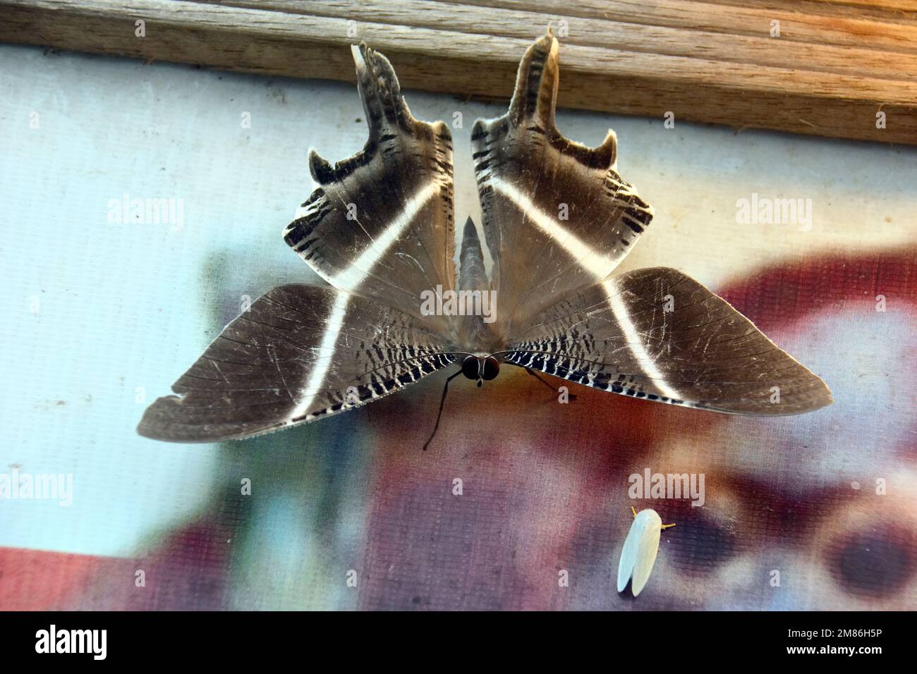 tropical swallowtail moth, Laos brown butterfly, Lyssa zampa, Tanjung ...