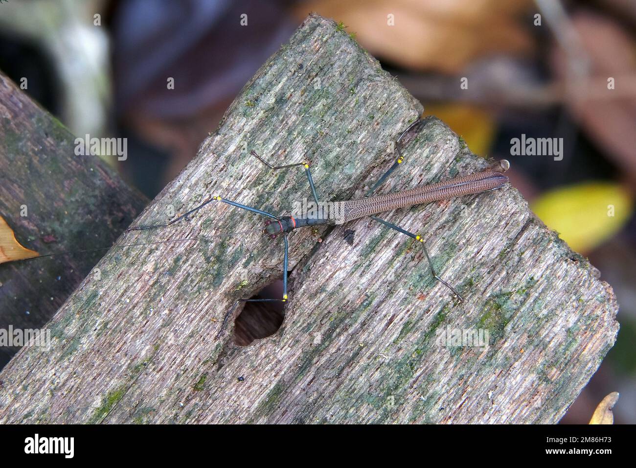 stick insect, Gespenstschrecke, Calvisia sp., Tanjung Puting National ...