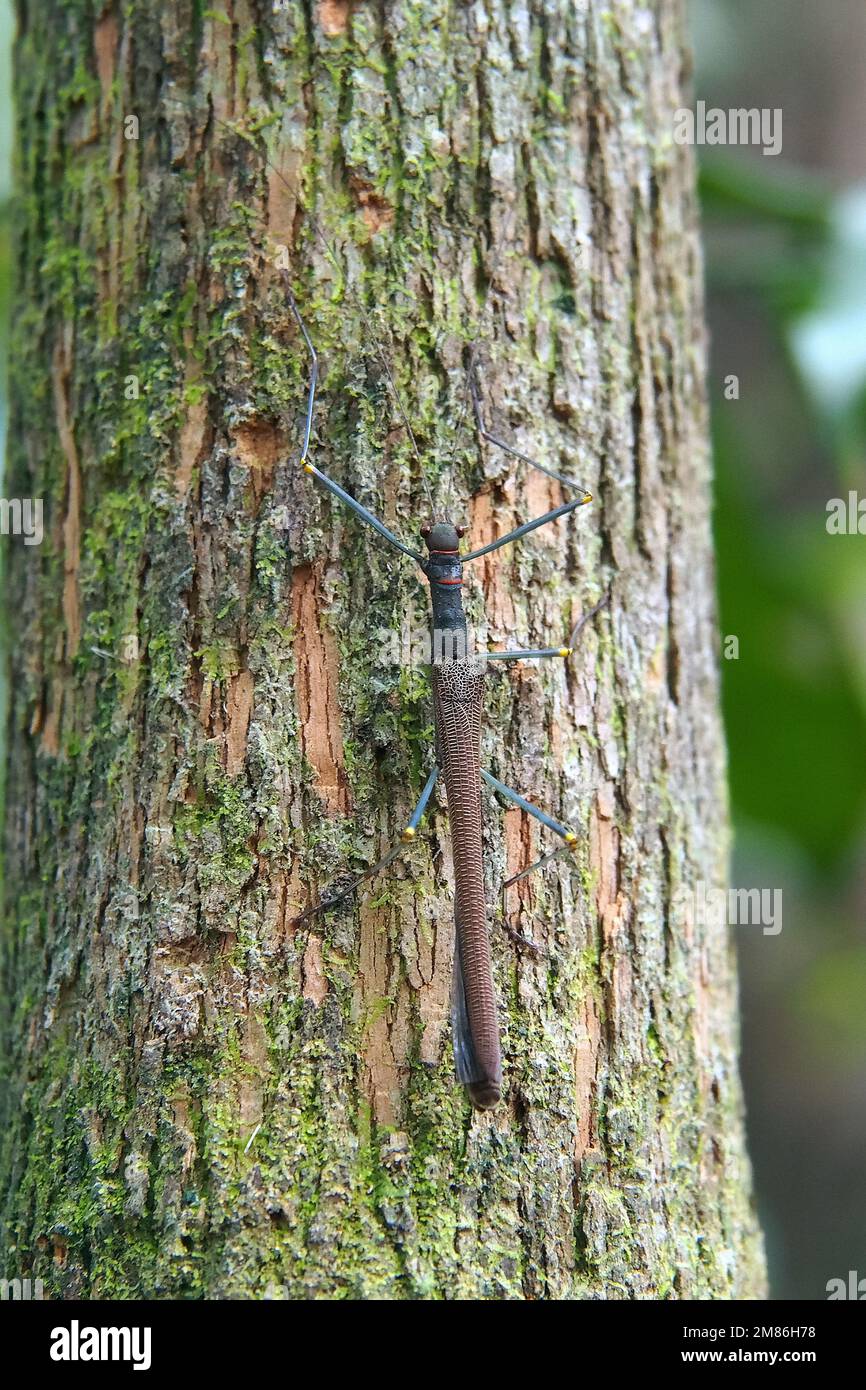 stick insect, Gespenstschrecke, Calvisia sp., Tanjung Puting National ...