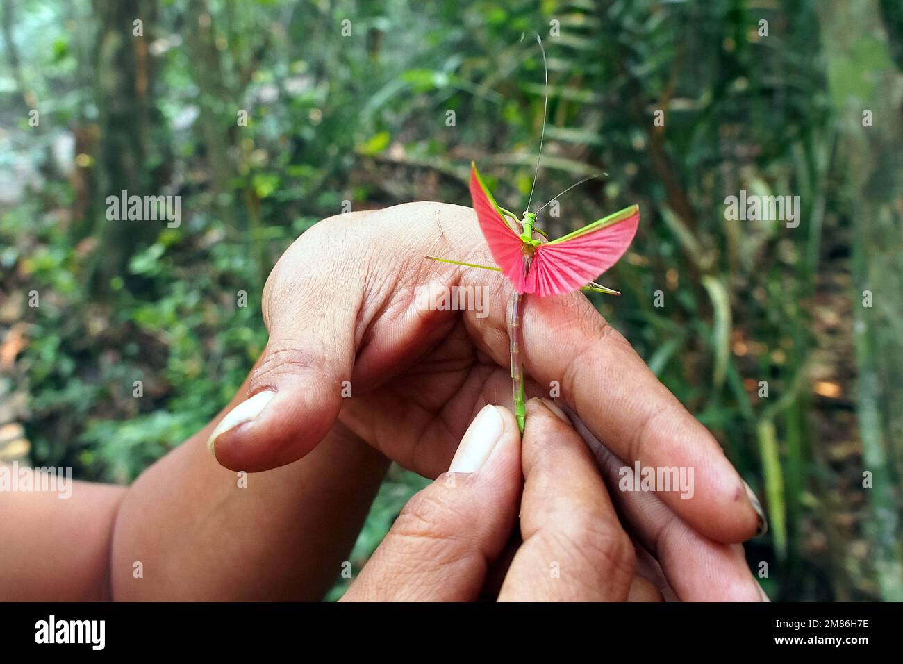 stick insect, Gespenstschrecke, Marmessoidea sp., Tanjung Puting ...