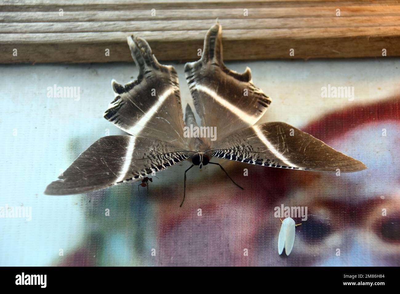 tropical swallowtail moth, Laos brown butterfly, Lyssa zampa, Tanjung ...