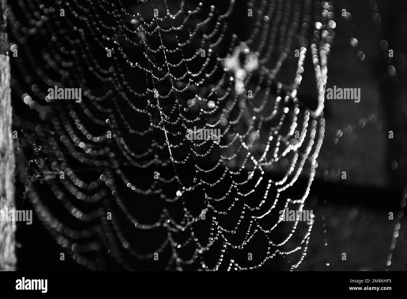 A grayscale of the water drops of the dew on the spider web on the ...