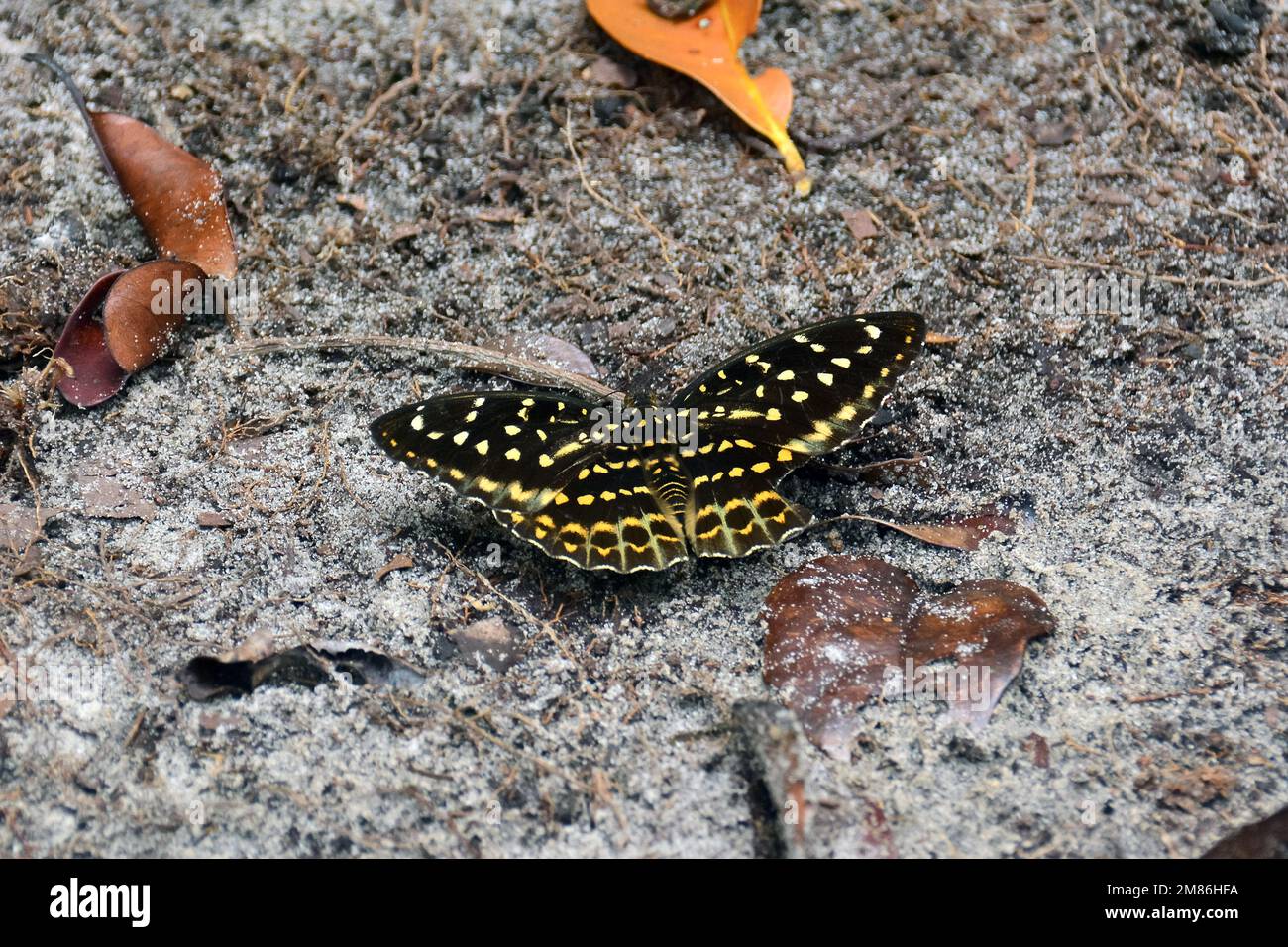 archduke, Lexias dirtea, female, Tanjung Puting National Park ...