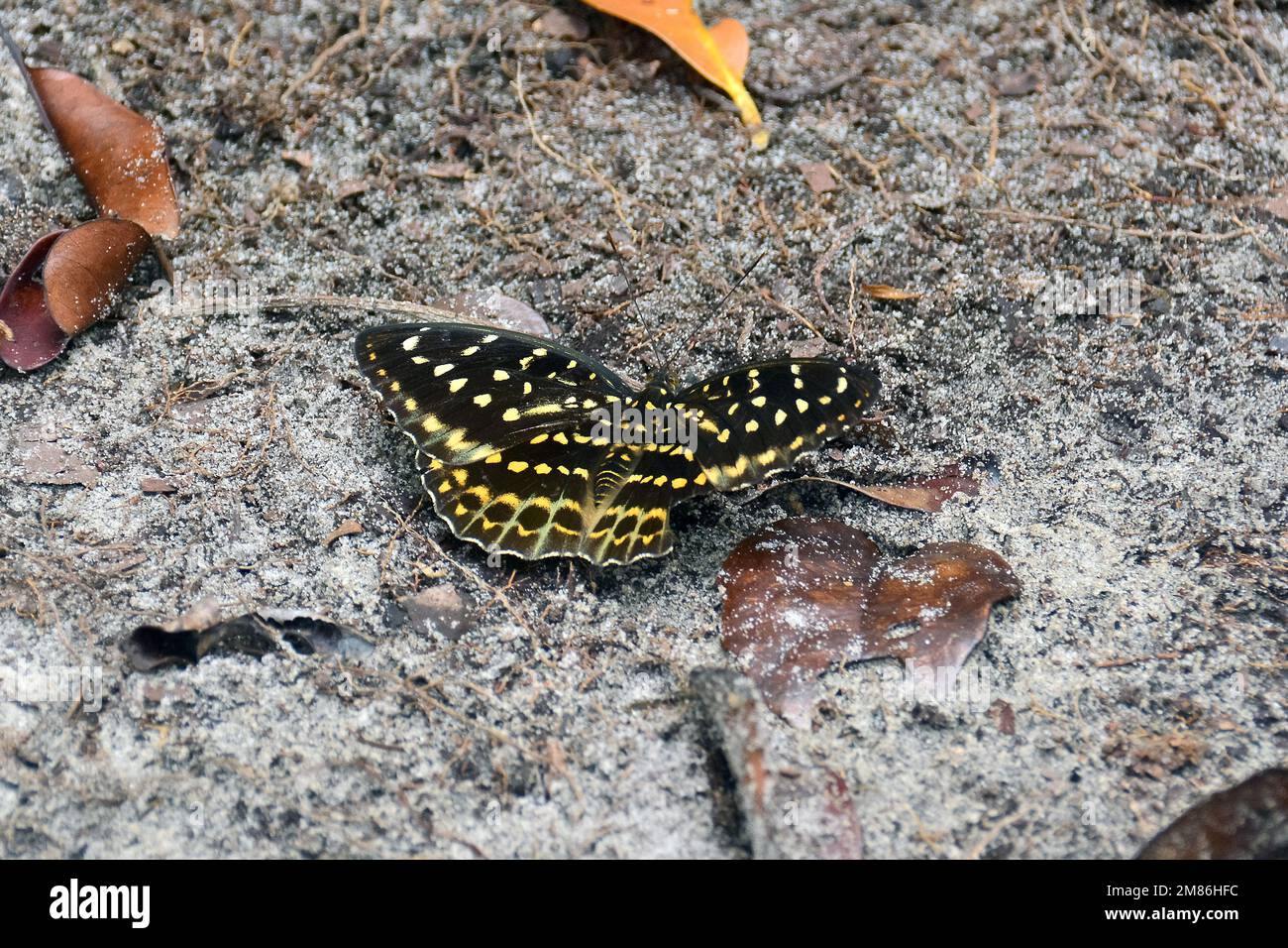 archduke, Lexias dirtea, female, Tanjung Puting National Park ...