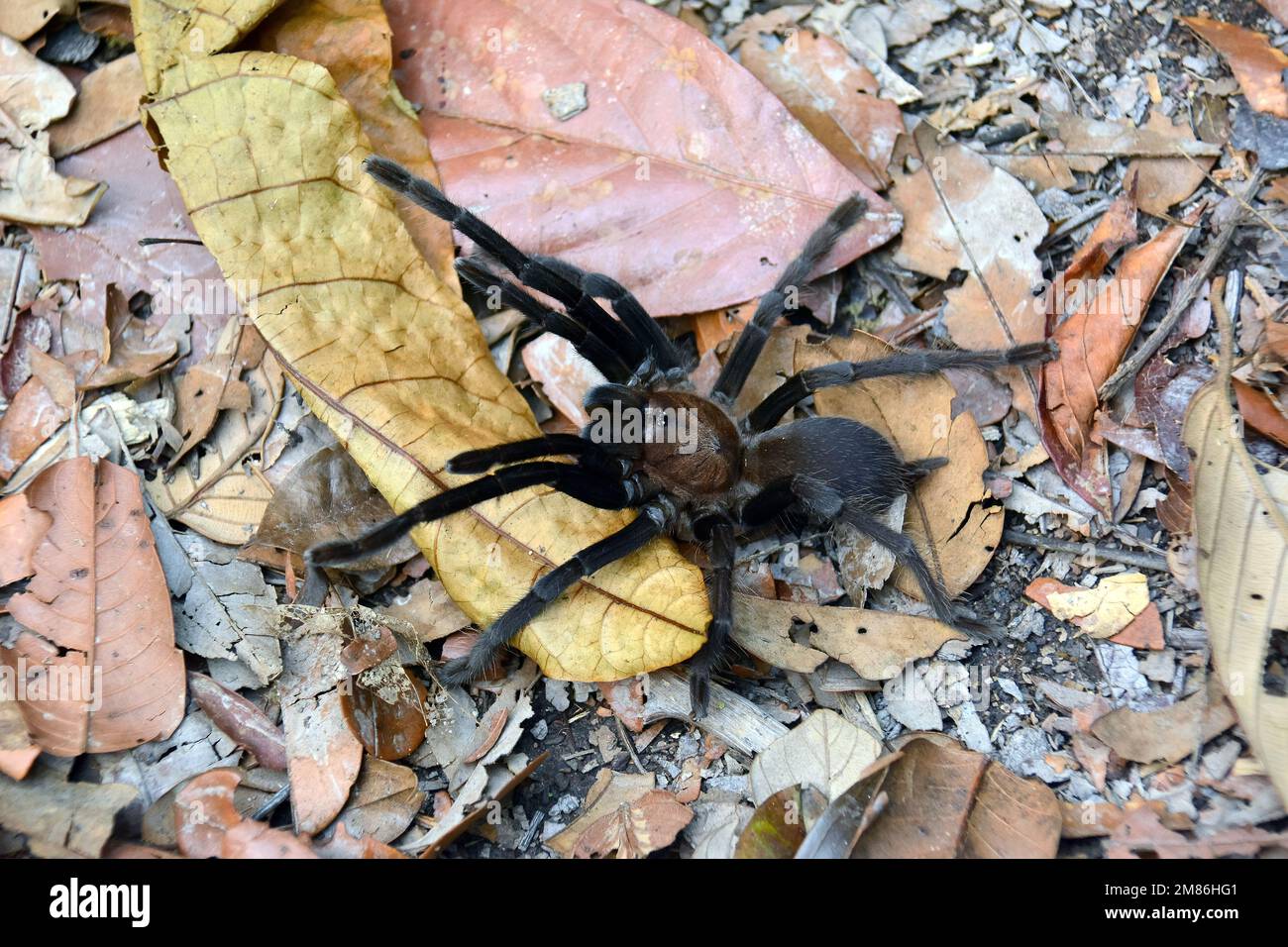 Tarantula, Vogelspinne, Selenocosmia sp., Tanjung Puting National Park ...