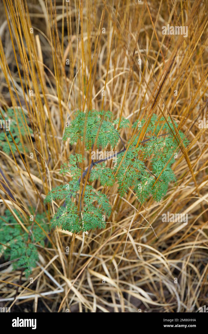 Early winter foliage of Ligusticopsis wallichiana or Selinum ...
