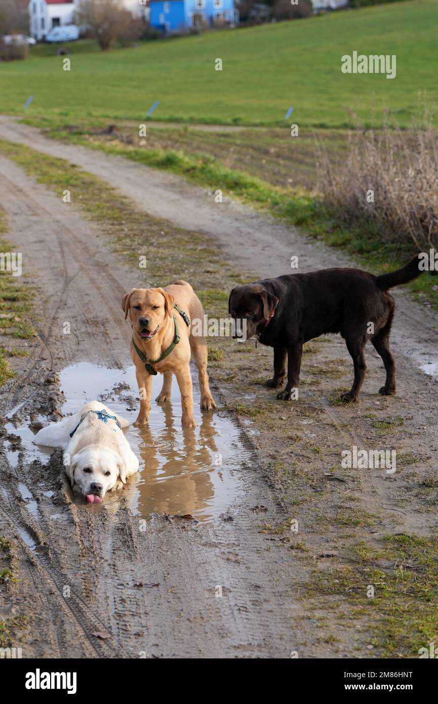 Three cute Labrador dogs playing on a countryside road Stock Photo - Alamy