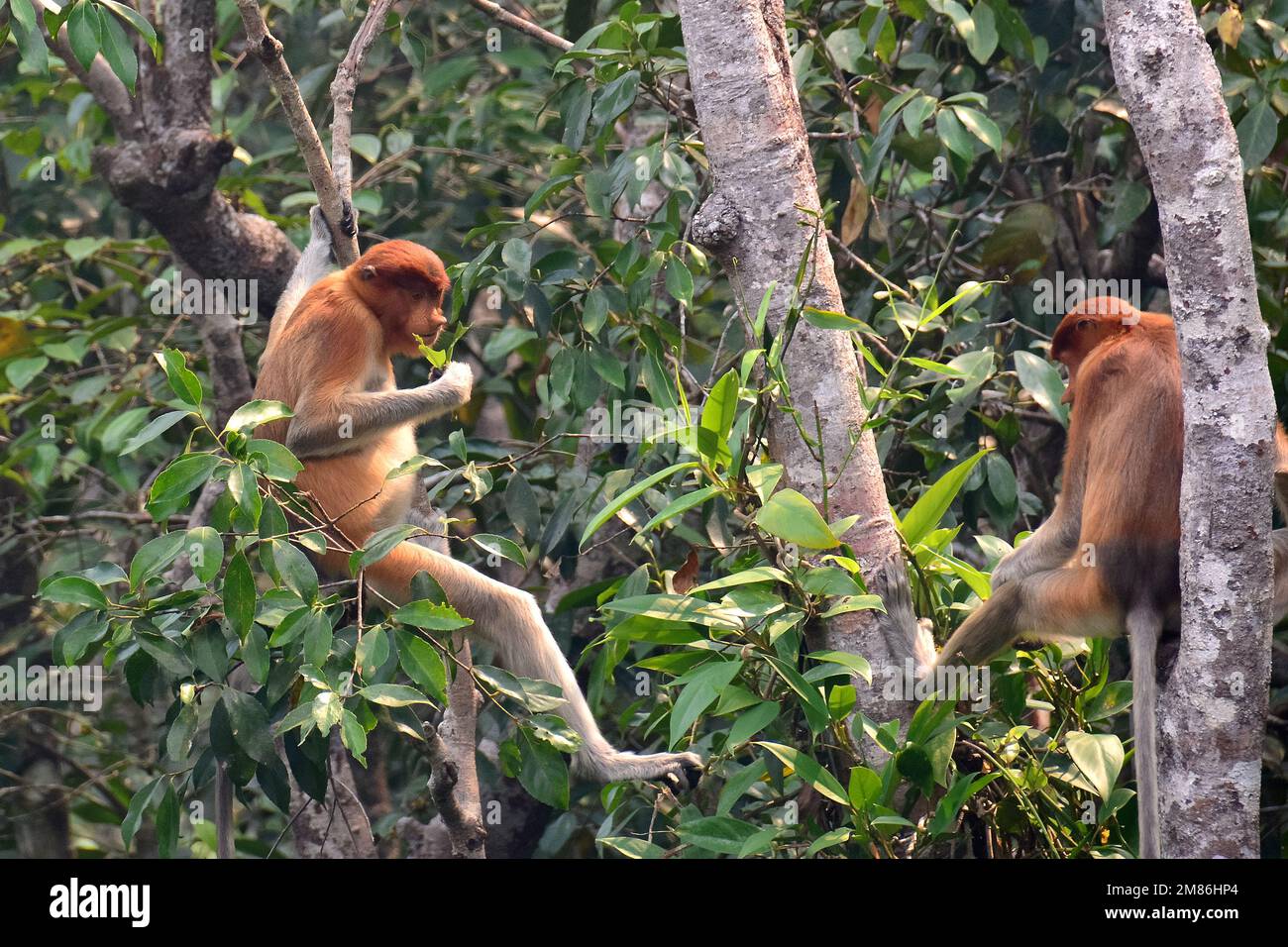 proboscis monkey, Nasenaffe, Nasique, Nasalis larvatus, nagyorrúmajom ...
