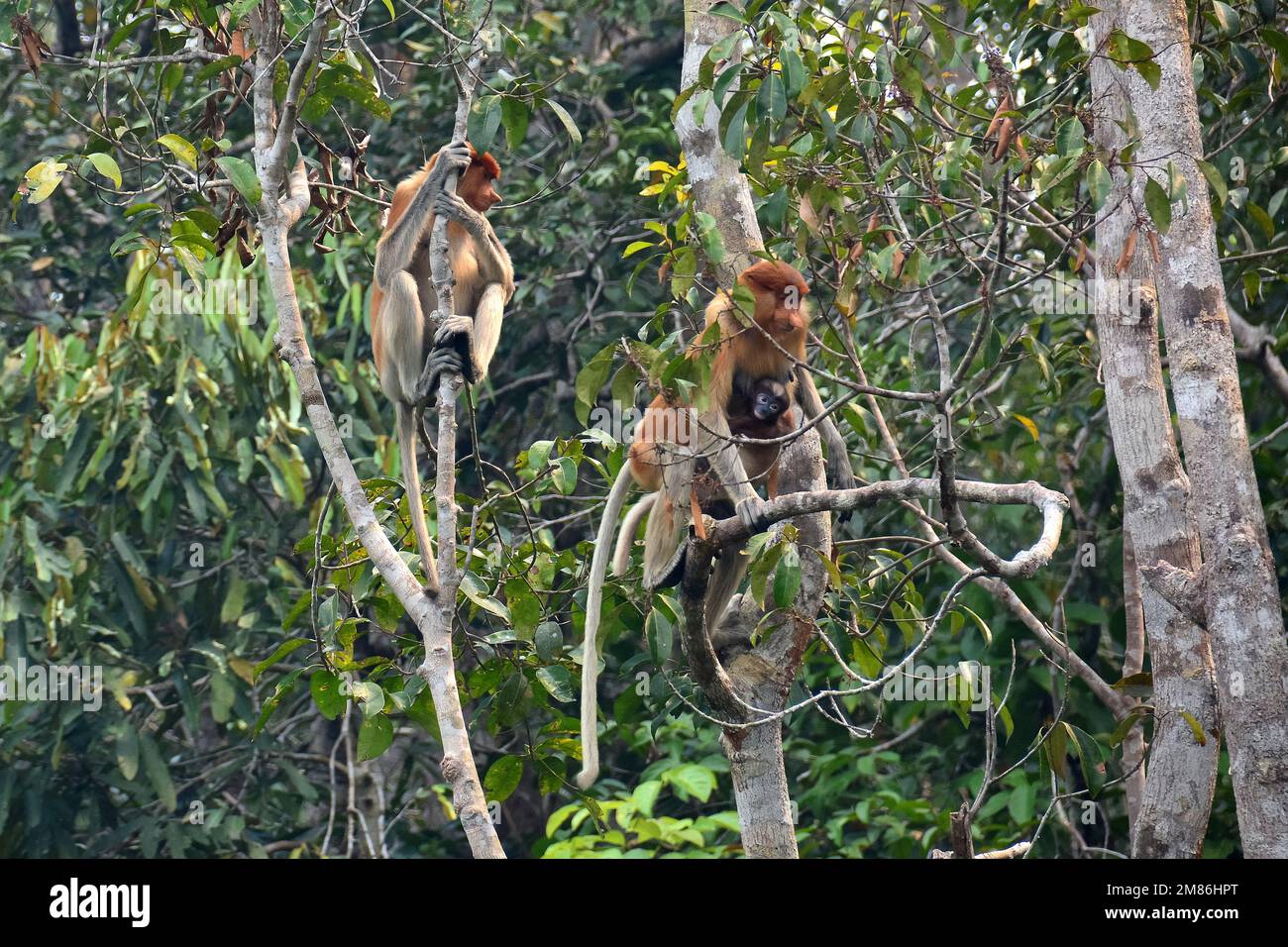 proboscis monkey, Nasenaffe, Nasique, Nasalis larvatus, nagyorrúmajom ...