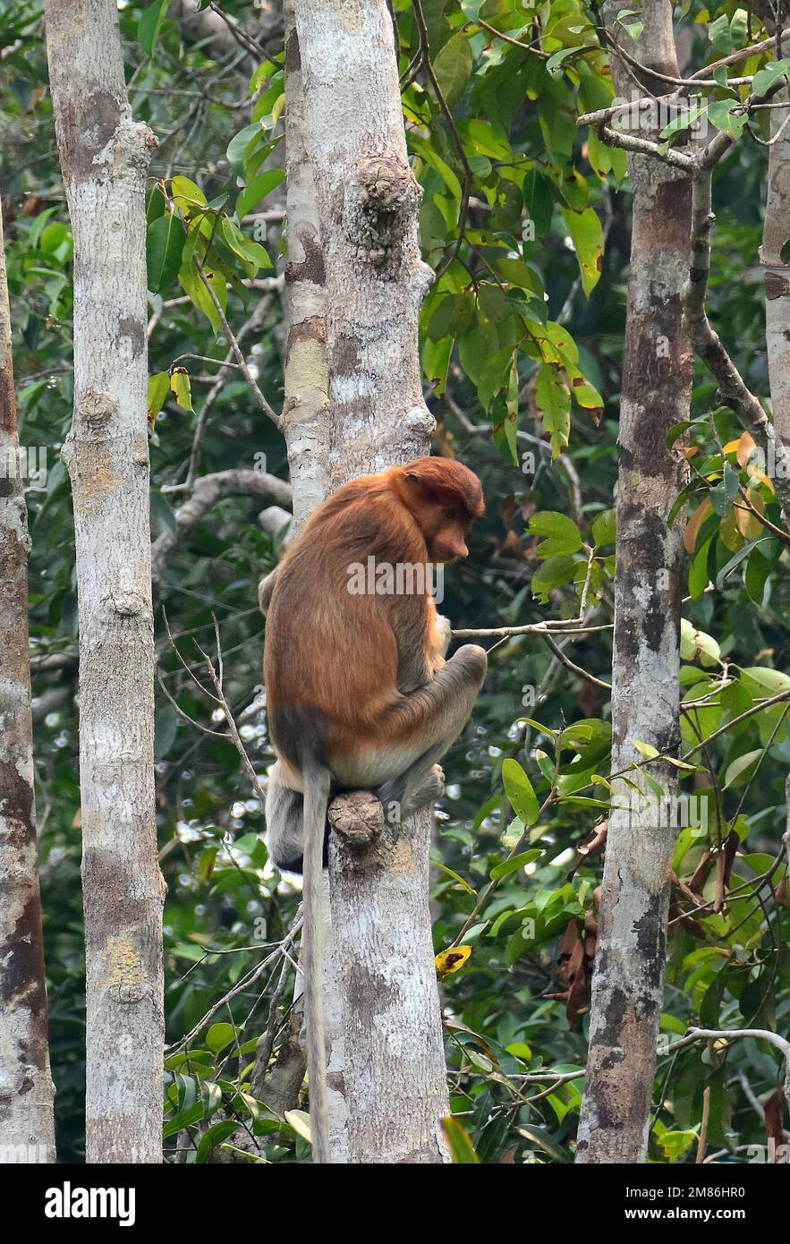 proboscis monkey, Nasenaffe, Nasique, Nasalis larvatus, nagyorrúmajom ...