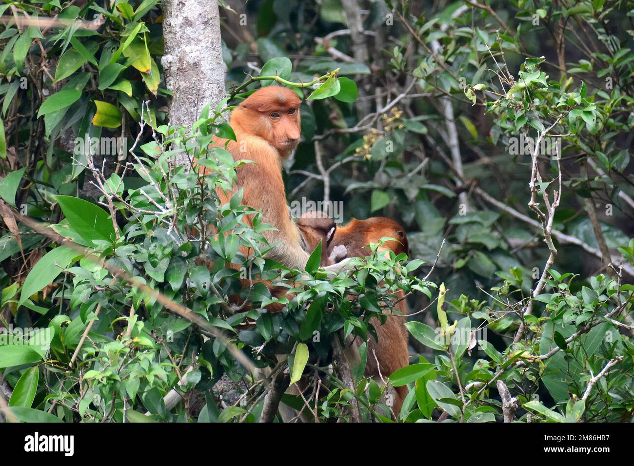 proboscis monkey, Nasenaffe, Nasique, Nasalis larvatus, nagyorrúmajom ...