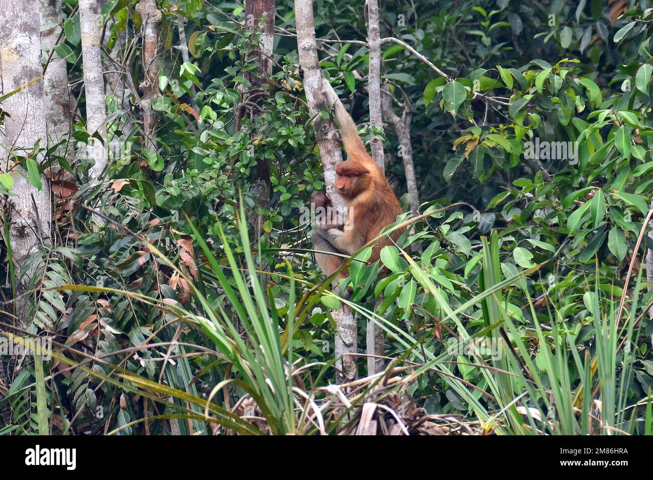 proboscis monkey, Nasenaffe, Nasique, Nasalis larvatus, nagyorrúmajom ...