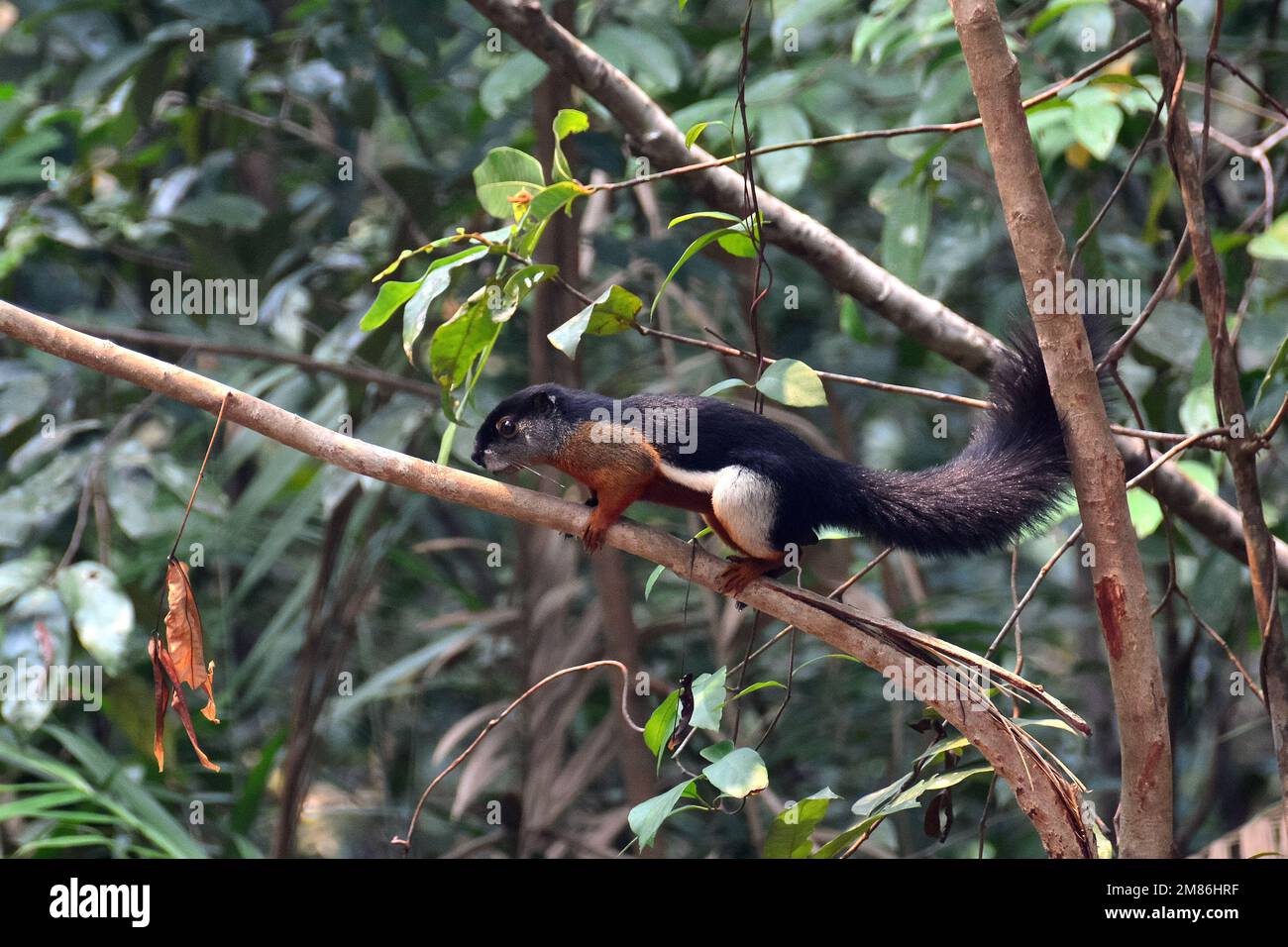 Prevost's squirrel, Prevost-Hörnchen, Écureuil de Prévost, Callosciurus ...