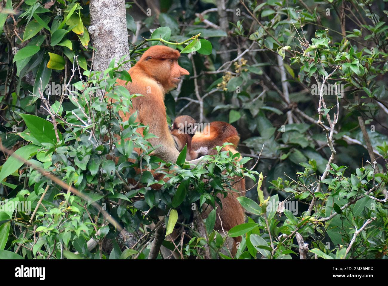 proboscis monkey, Nasenaffe, Nasique, Nasalis larvatus, nagyorrúmajom ...