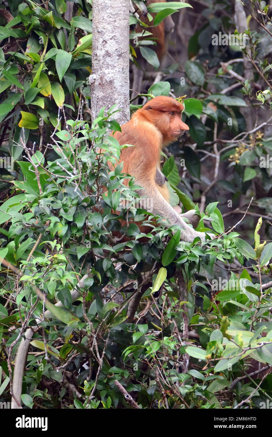 proboscis monkey, Nasenaffe, Nasique, Nasalis larvatus, nagyorrúmajom ...