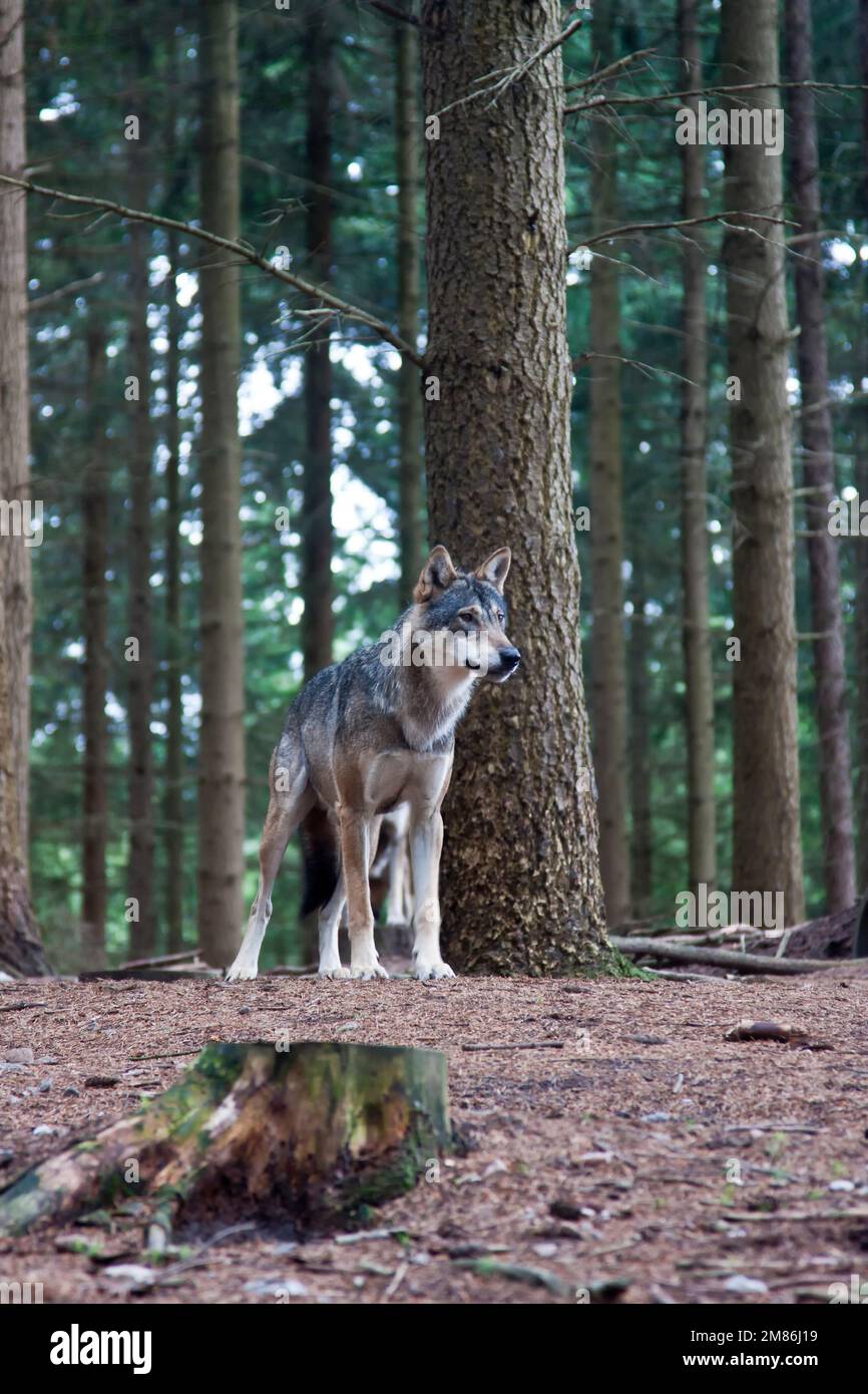 Wolf in the wood hi-res stock photography and images - Alamy