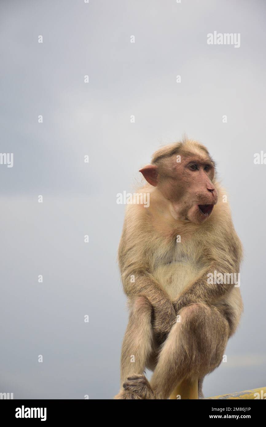 Monkey in forest showing different pose Stock Photo - Alamy