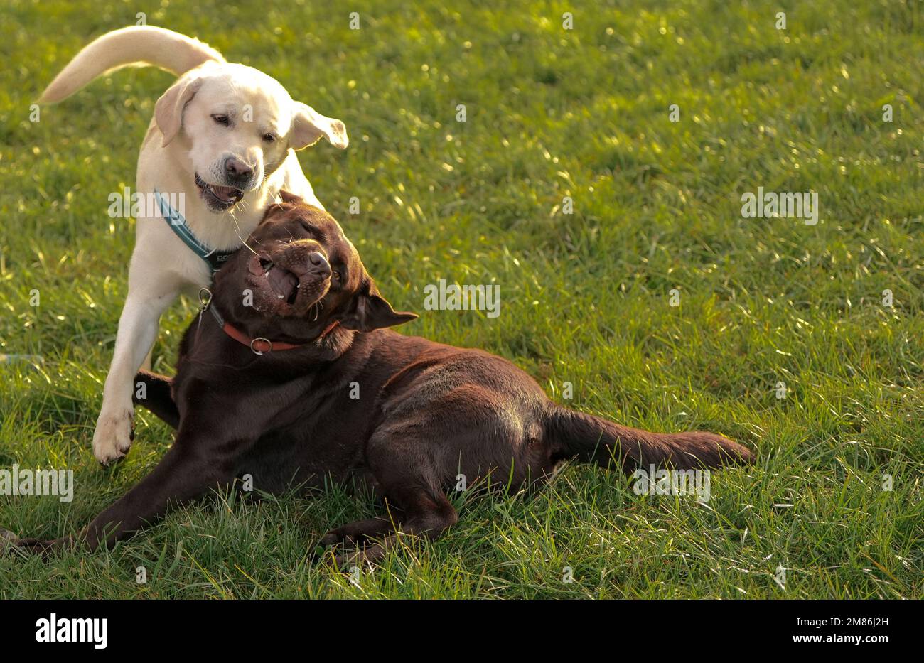 Two cute Labrador dogs playing on grass Stock Photo - Alamy