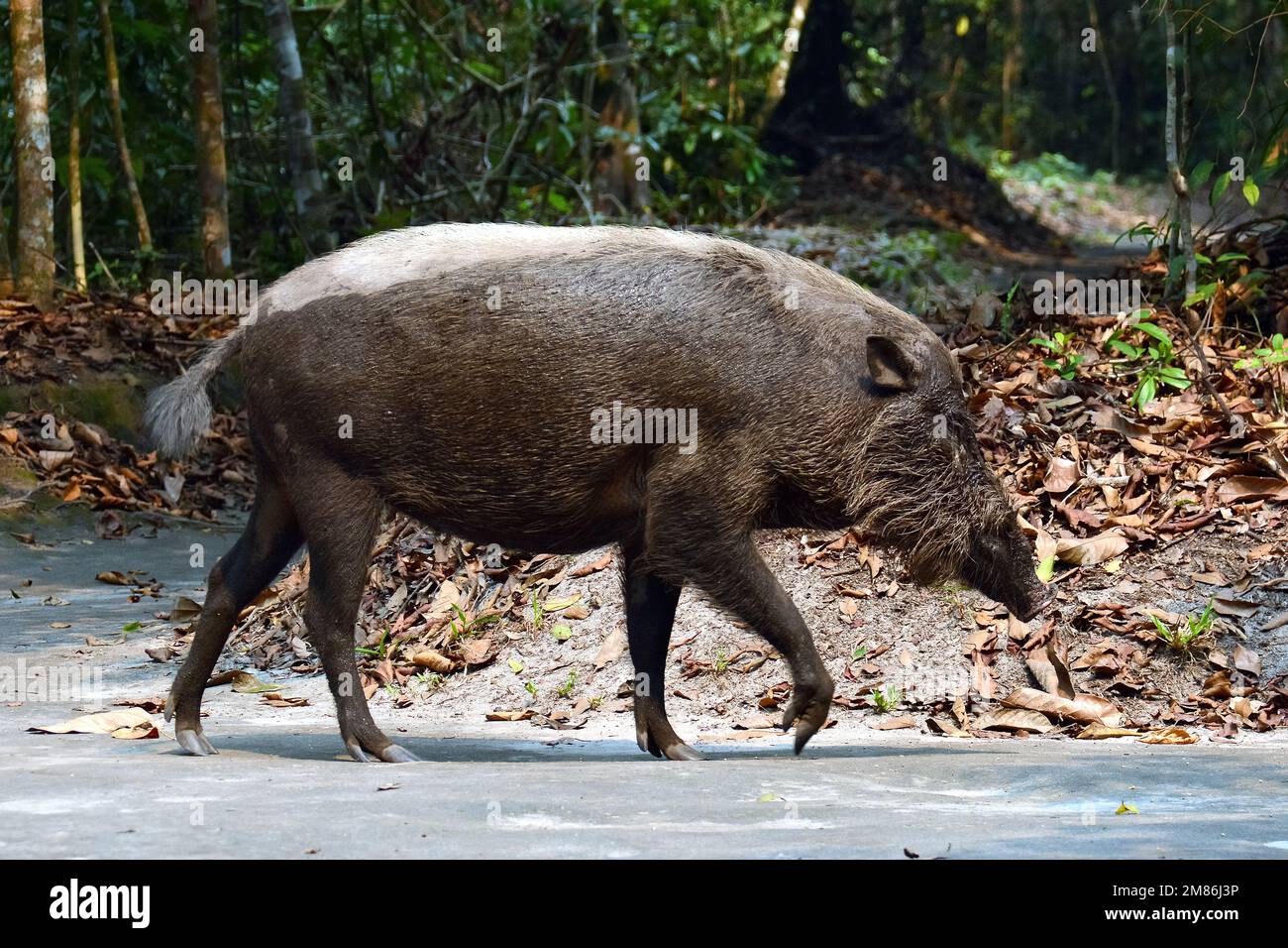 Bornean bearded pig, sanglier à barbe, Bartschwein, Sus barbatus ...