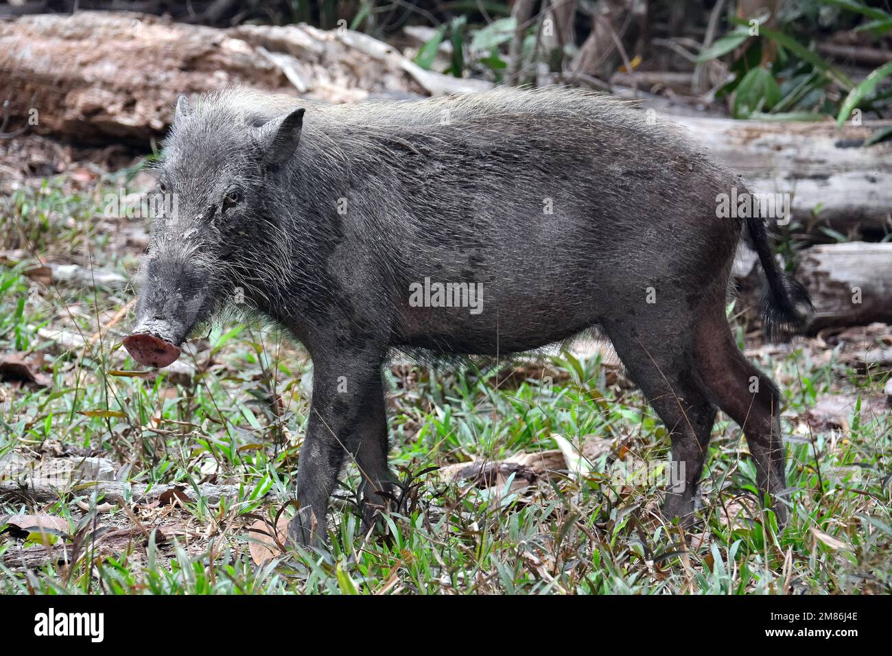 Bornean bearded pig, sanglier à barbe, Bartschwein, Sus barbatus ...