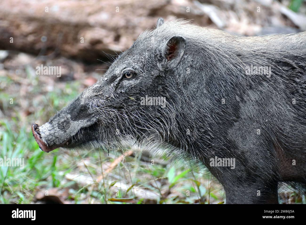 Bornean bearded pig, sanglier à barbe, Bartschwein, Sus barbatus ...