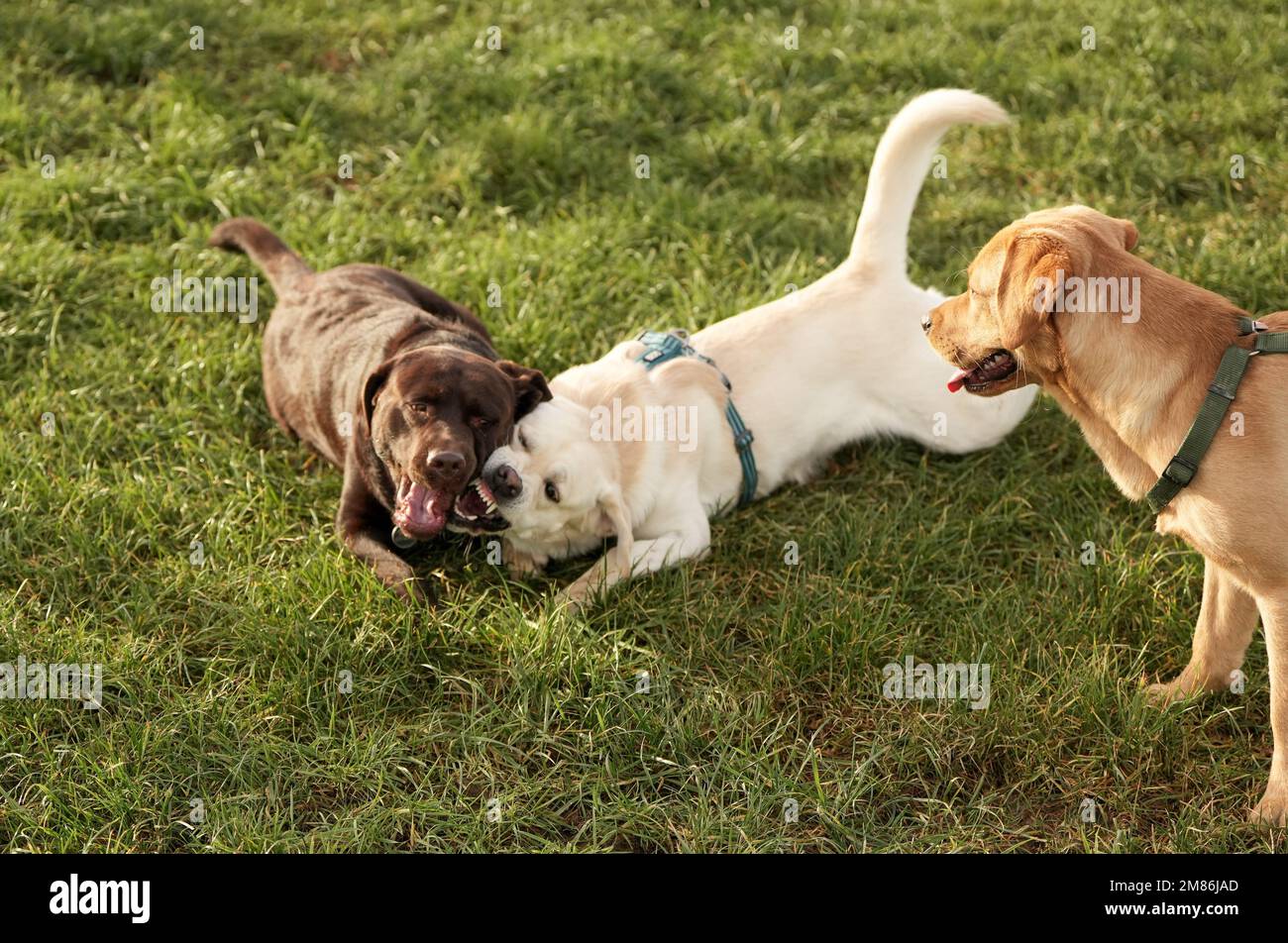 Three cute Labrador dogs playing on grass Stock Photo - Alamy