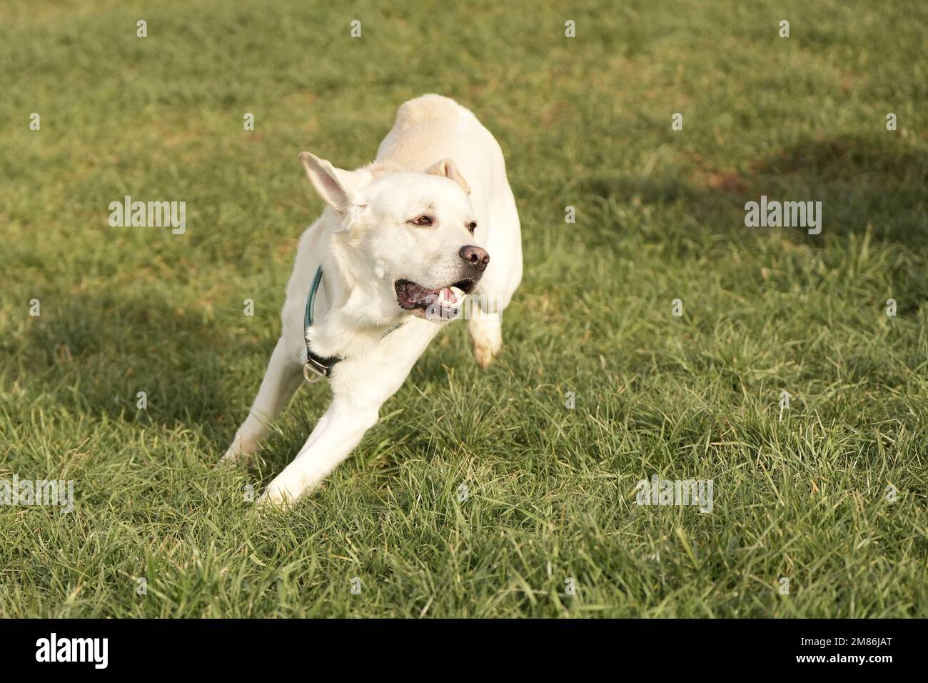 A cute beige Labrador running on grass Stock Photo - Alamy