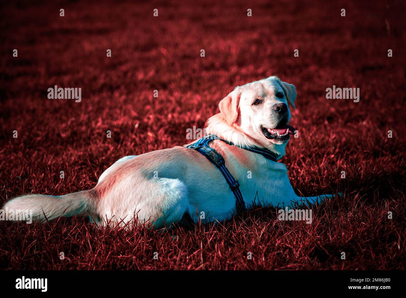 A cute beige Labrador on grass Stock Photo - Alamy