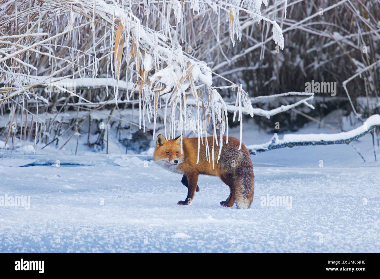 Solitary red fox (Vulpes vulpes) hunting / foraging along reedbed ...