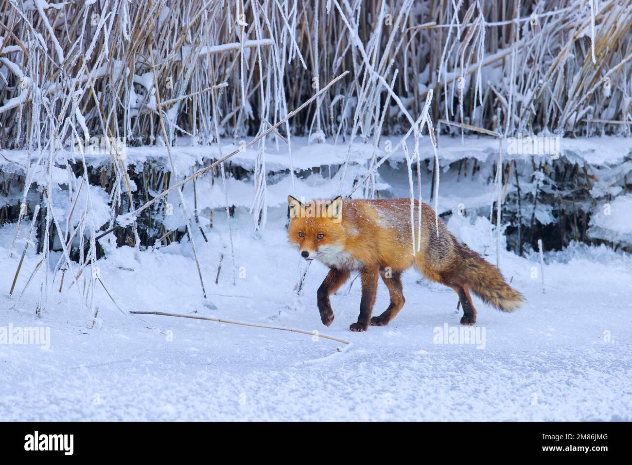 Fox uk frost animal hi-res stock photography and images - Alamy