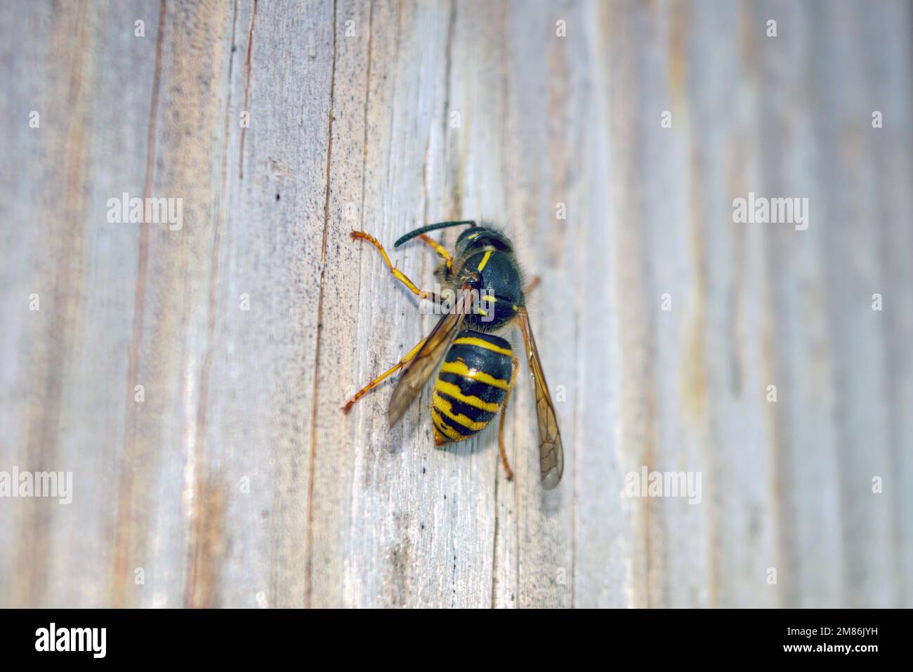 Dolichovespula saxonica is a species of the family of real wasps ...