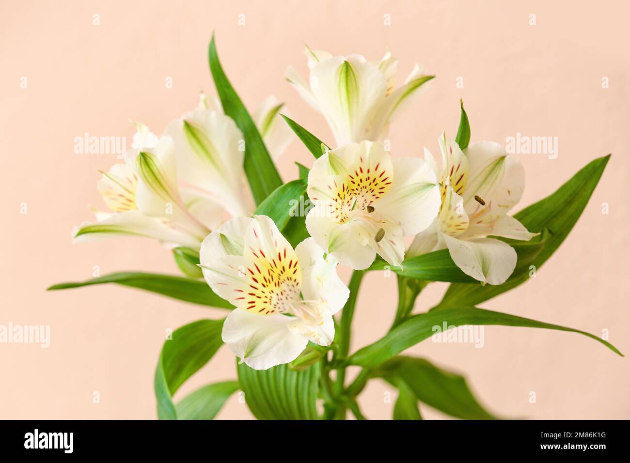 Branch of beautiful alstroemeria flowers on color background, closeup ...