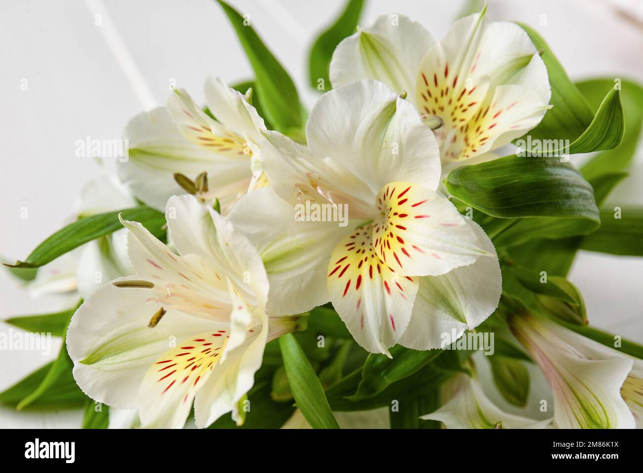 Bunch of beautiful alstroemeria flowers on light wooden background ...