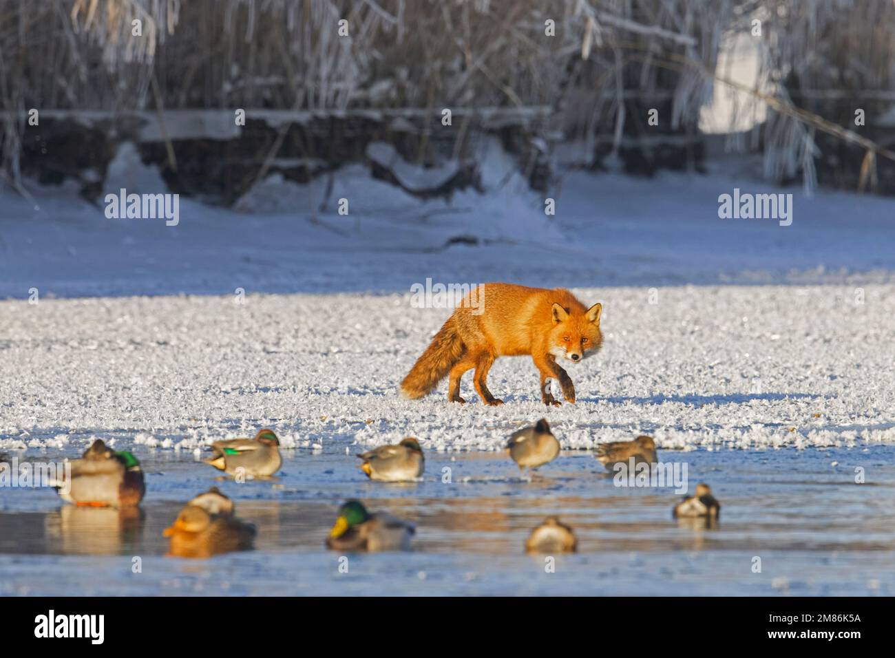 Solitary red fox (Vulpes vulpes) hunting / foraging along ducks ...