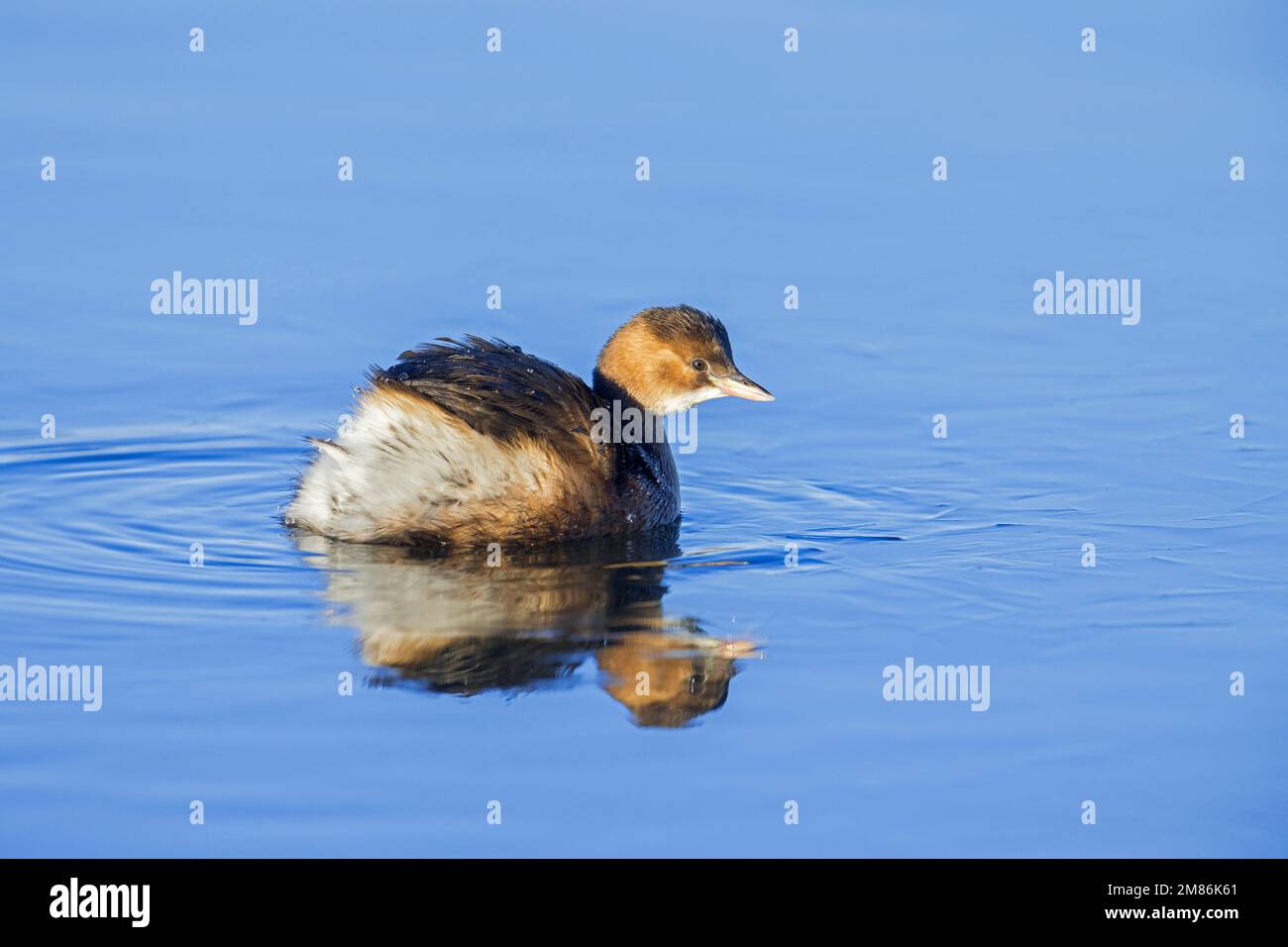 Little grebe / dabchick (Tachybaptus ruficollis / Podiceps ruficollis ...