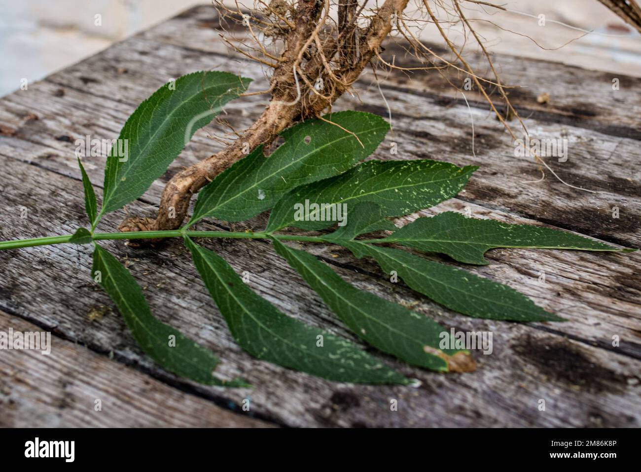 Root and leaf Sambucus ebulus, also known as danewort, dane weed ...